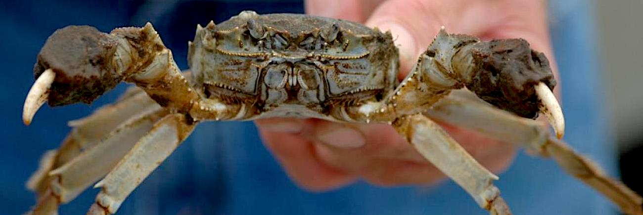 Invasive Chinese Crab Raises Concerns About Westport Flooding Woes ...