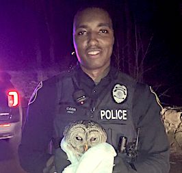 Injured barred owl rescued by Westport police officer | Westport Journal