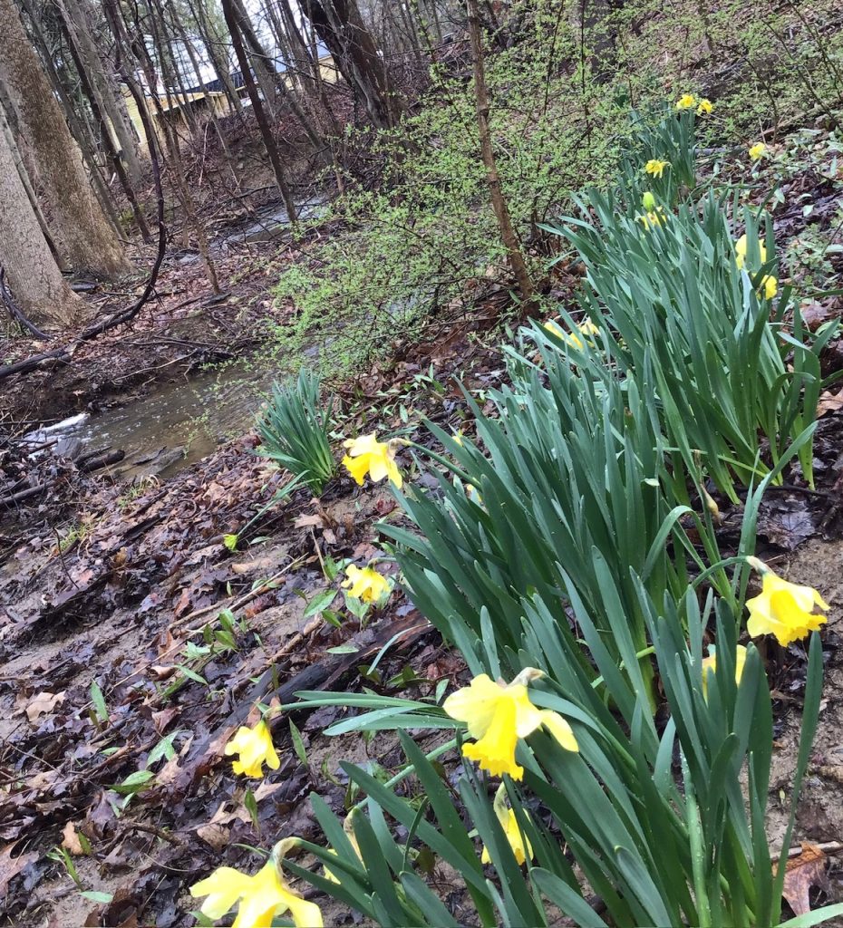 Cultivating with Kerri: Daffodils are nature's welcome to springtime ...