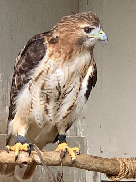 New hawks and housing planned for Earthplace falconry program ...